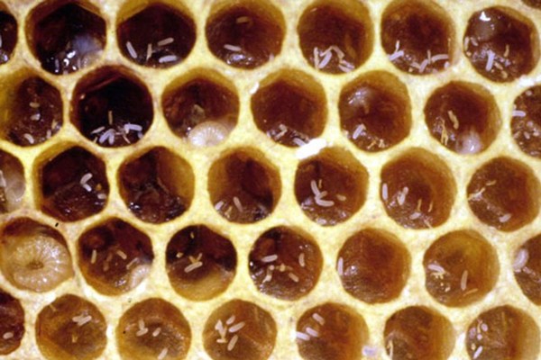 July 2020 Apiary Notes - Bedfordshire Beekeepers Association